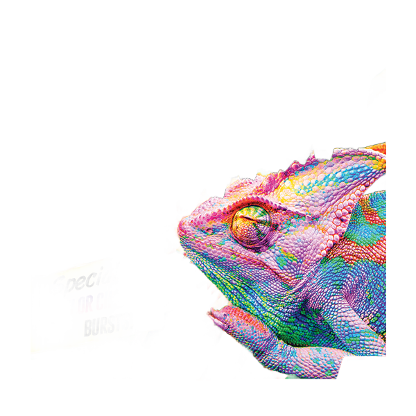 Aerial Chameleon - 16 shots – Five Star Fireworks LLC